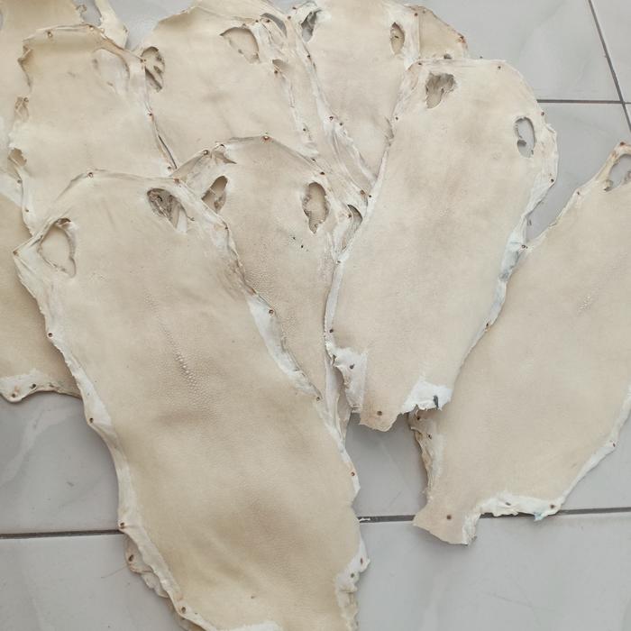 Jual Kulit ikan pari soft ukuran 4inchi bahan dompet strap tas - warna ...