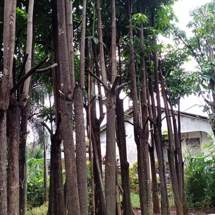 Jual Pohon Pulai Peneduh Pohon Pule Alstonia Scolaris Taman Tinggi 6 ...