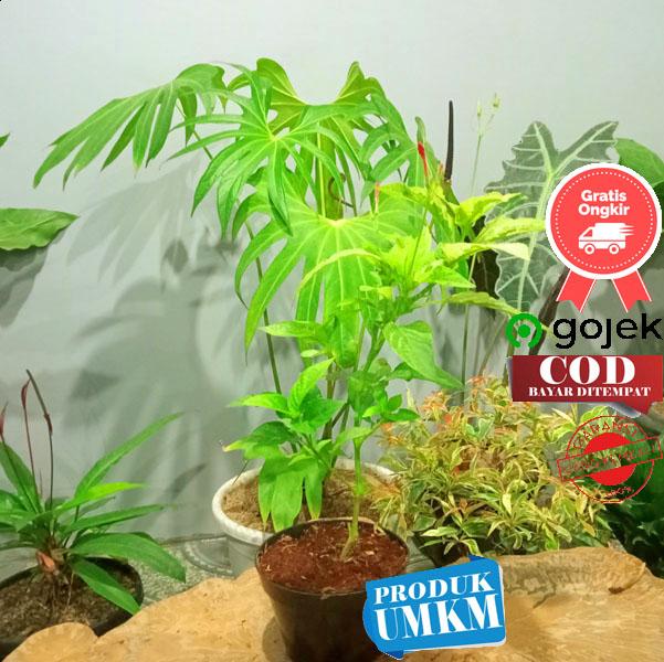 Jual Tanaman hias langka dipasaran Ruellia daun variegata bunga merah ...