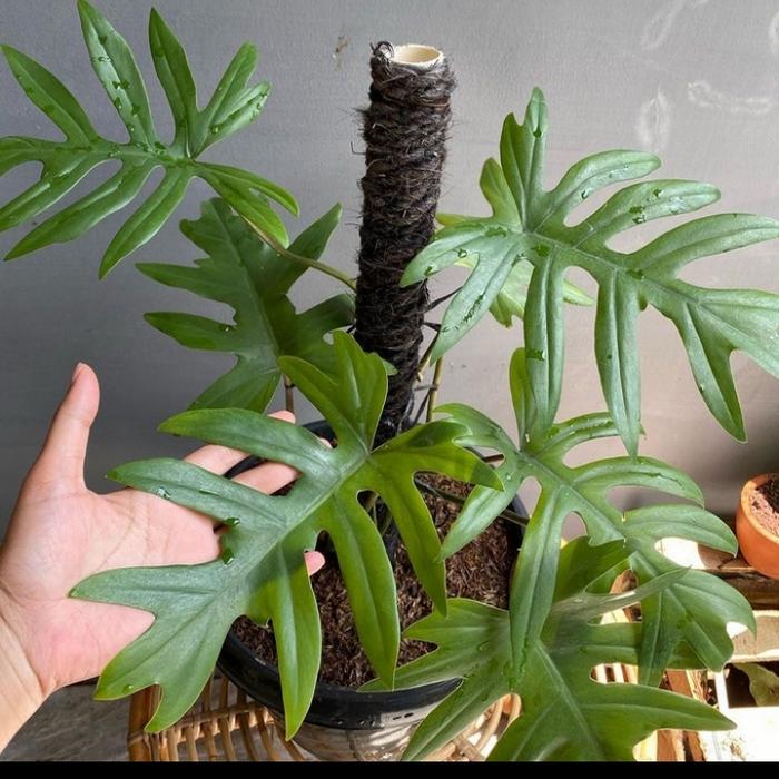 Jual Philo mayoi - Philo jari mayoi - philodendron mayoi - Kab. Bogor ...