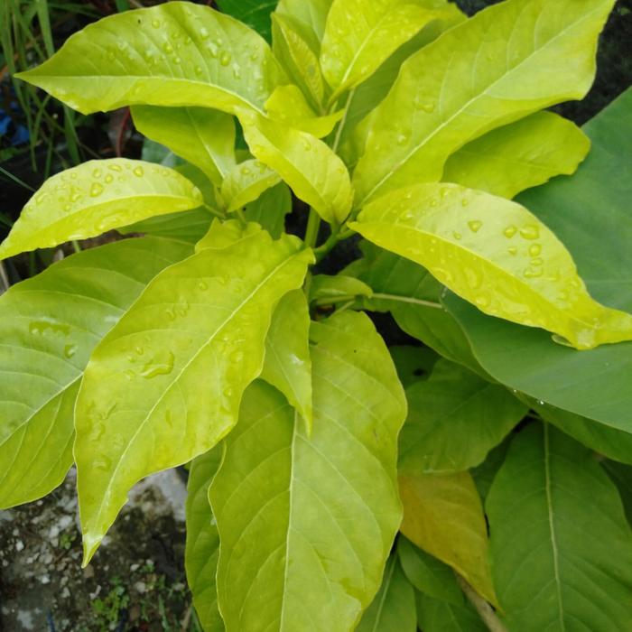 Jual Pisonia Alba Kol Banda Tanaman - Kota Malang - DPkusuma | Tokopedia