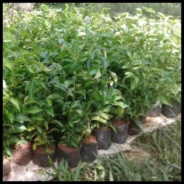 Jual TANAMAN HIAS UNTUK PAGAR TEH TEHAN - POHON TETEAN - Kab. Bogor ...