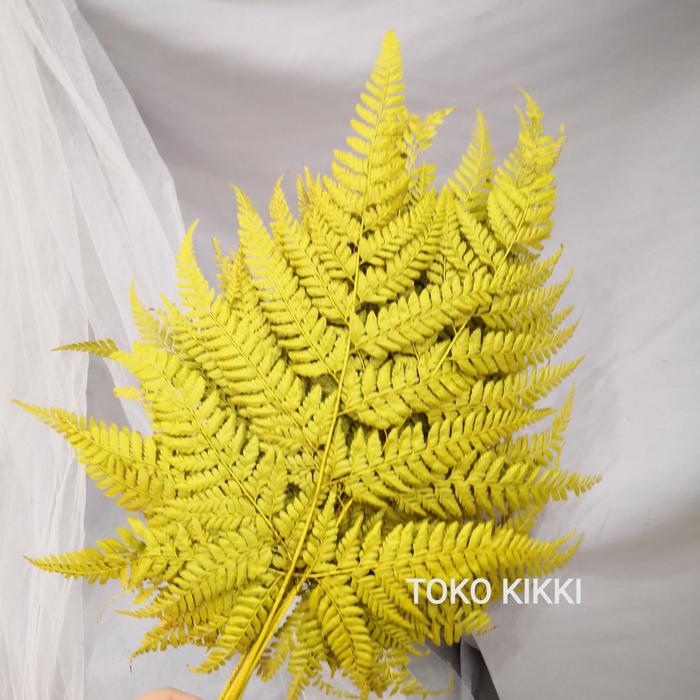 Jual Daun Pakis Dried Flower | Bunga Kering - natural, 10 Daun kecil ...