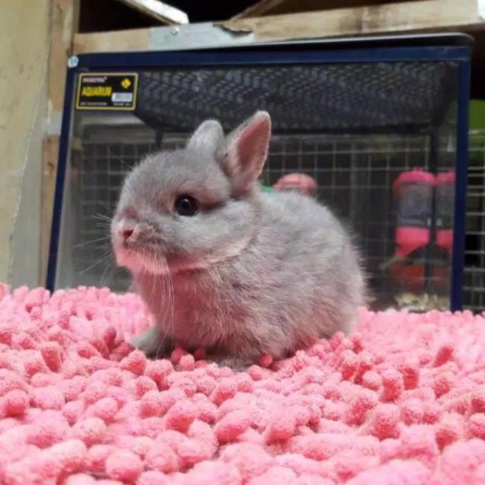 Jual Kelinci Mini Netherland Dwarf - Kota Bekasi - Felyce Rabbits ...
