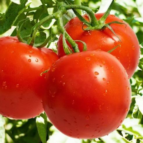 Jual 50 Biji / Benih Bibit Tomat Merah Besar Big Red Tomato - Jakarta ...