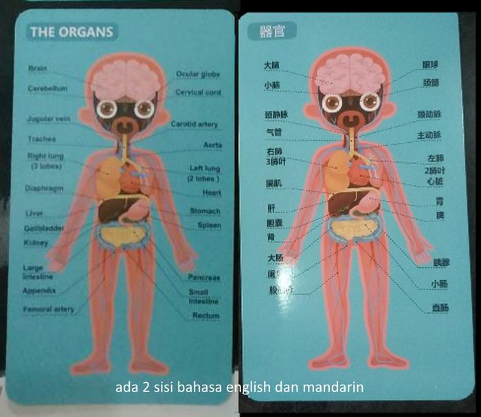 Jual Mainan Puzzle Body Structure Puzzle Anak, Edukasi Anatomi Anak Di ...
