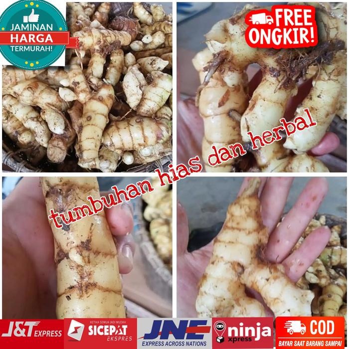 Jual kunyit putih segar 1kg(temu putih/curcuma zedoaria) termurah ...