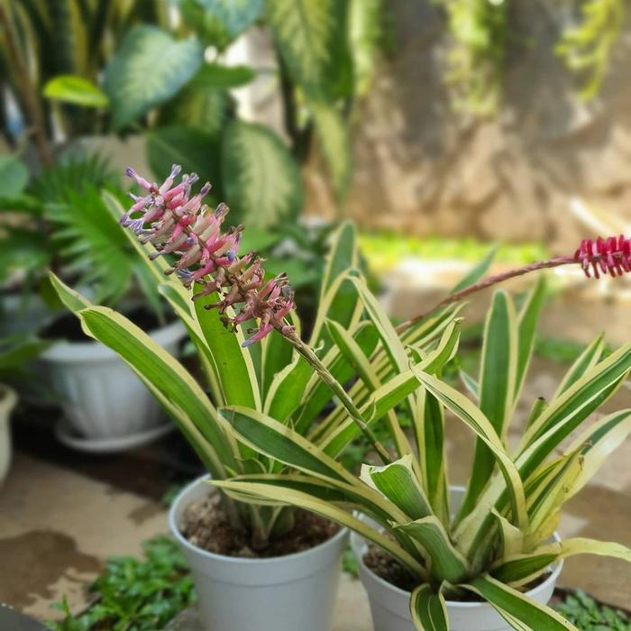 Jual tanaman bromelia mini varigata - bromelia varigata cantik - Kab ...