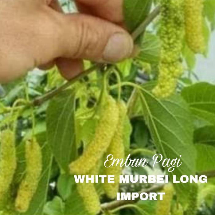 Jual Bibit White Murbei Long Import Jaminan Kevalitan Jenis Di Seller ...