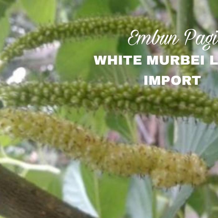 Jual Bibit White Murbei Long Import Jaminan Kevalitan Jenis Di Seller ...