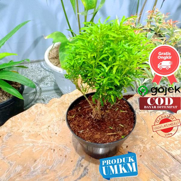 Jual Tanaman hias taman Akalipa brokoli daun kuning - euodia ridleyi ...