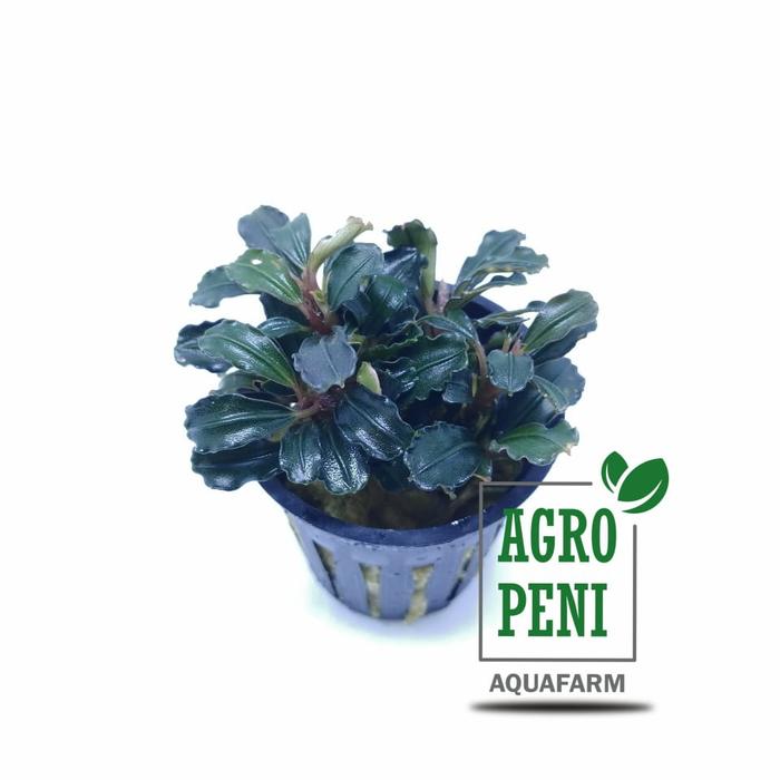 Jual Bucephalandra Phoenix Flaminggo - Tanaman Hias Aquascape - Jakarta ...