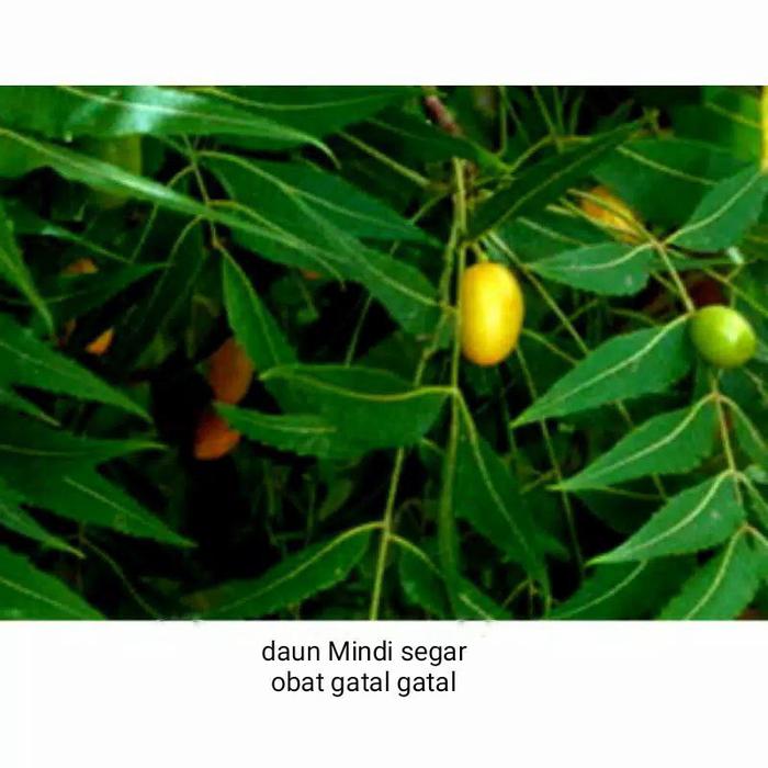 Jual daun Mindi/mimba segar 1kg di petik dadakan saat ada orderan masuk ...