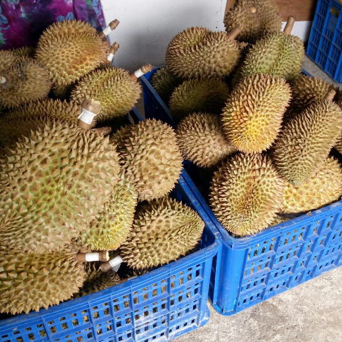 Buah Durian Montong