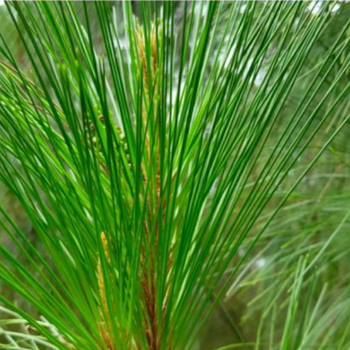 Jual harga 1 kilo daun pinus kering dan segar sesuai permintaan - Kab ...