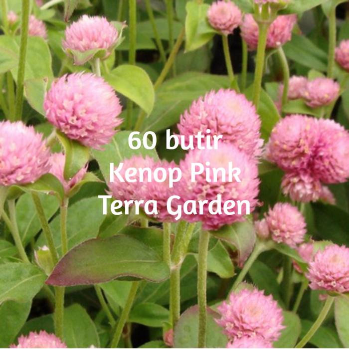 Jual Biji Benih Bunga Kenop Pink Gomphrena Bunga Kancing Tanaman Hias ...
