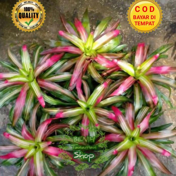 Jual tanaman bromelia cakwe tanaman hias bromelia pink merah - Kab ...