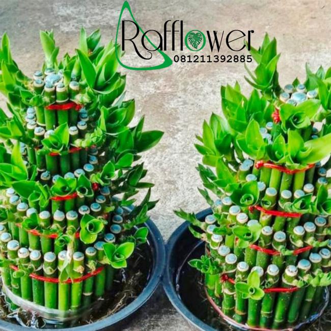 Jual Tanaman hias bambu Cina / pohon Bambu hoki 20 cm + pot - Jakarta ...
