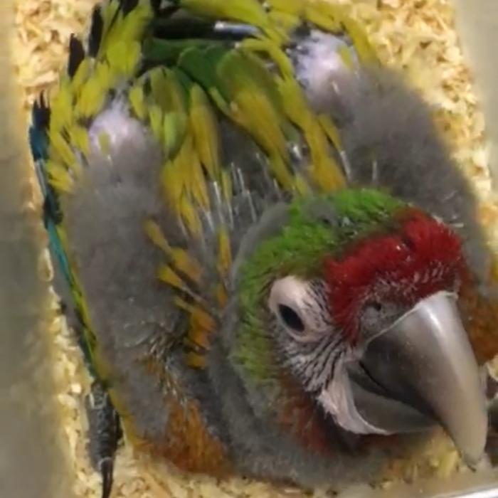Jual Burung Baby Verdew Macaw - Kota Depok - A2Parrot | Tokopedia