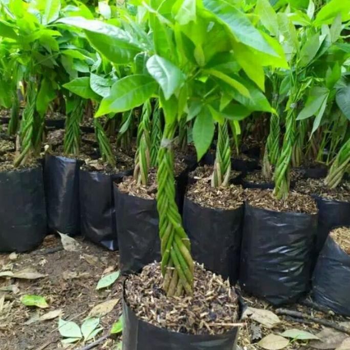 Jual Tanaman Pacira Kepang 9 - Pachira Money Tree - Kab. Bogor ...