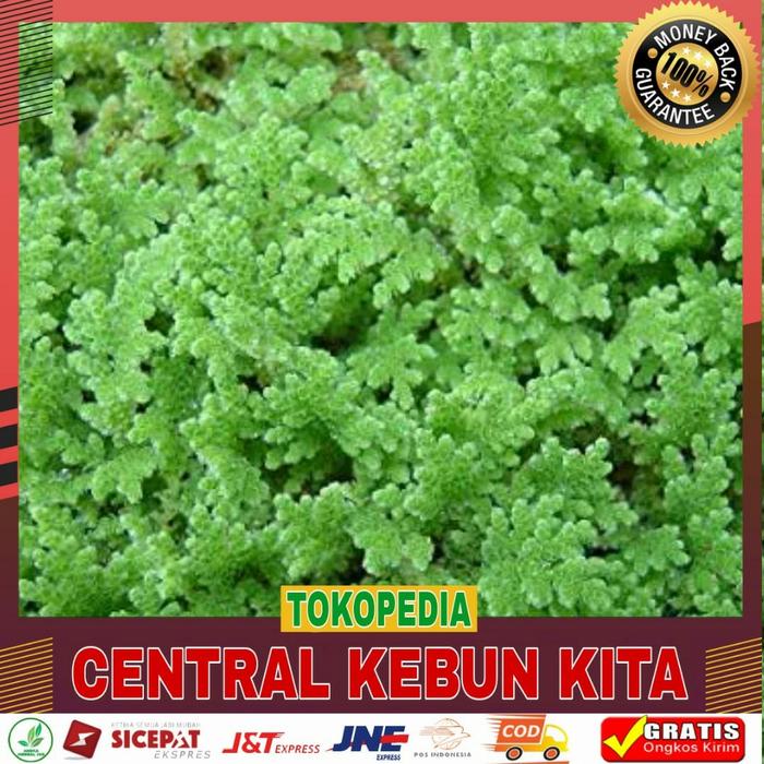 Jual BIBIT AZZOLA-AZOLLA MICROPHYLLA alternatif pakan unggas - Kota ...