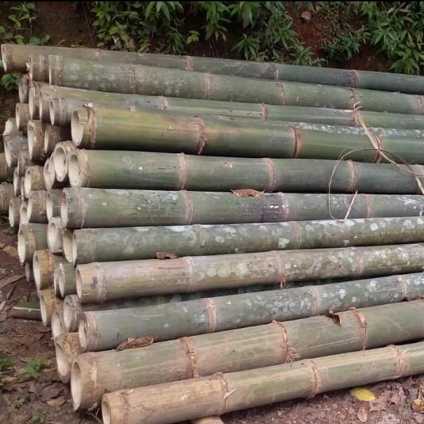 Jual BAMBU 9-10+ carukcuk 6mtr - Jakarta Pusat - Kayu kaso balok bambu ...