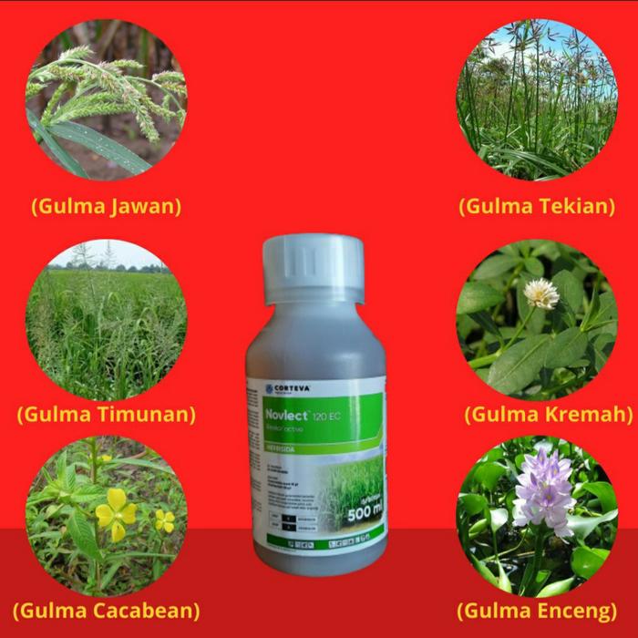 Promo herbisida novlect.gulma tanaman padi - Kab. Blora - TAMIKA.CENTER ...
