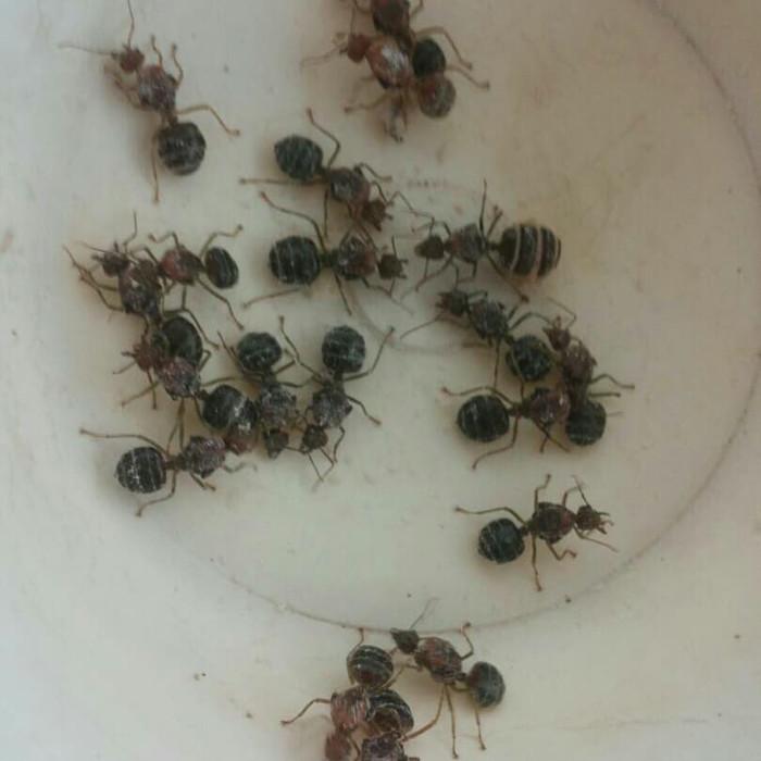 Jual MASTER RATU SEMUT RANGRANG PENGHASIL KROTO SUPER - Kota Bandung ...