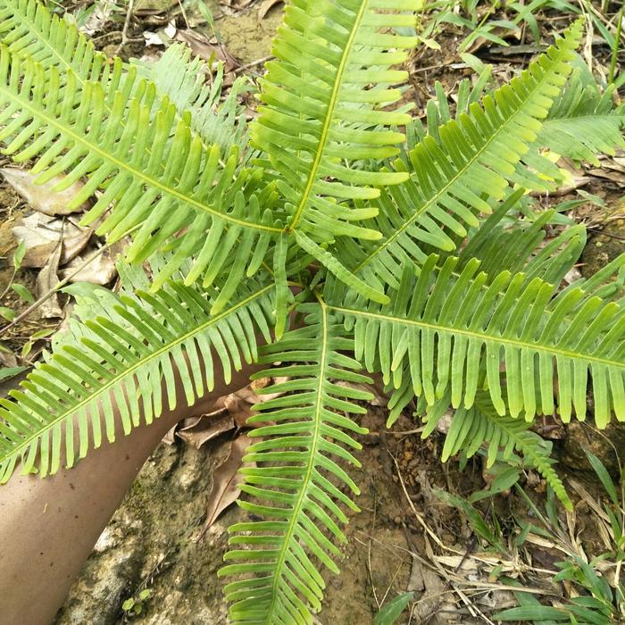 Jual Jual bibit tanaman hias paku andam /resam buat tanaman hias depan ...