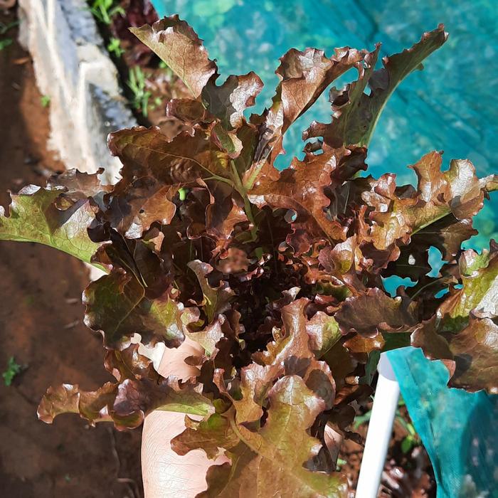 Jual Lettuce | Oakleaf | Romaine| Selada Organik | Selada Keriting ...