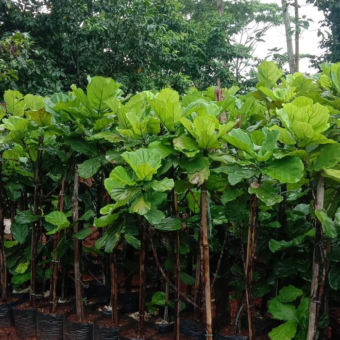 Jual Pohon Ketapang Biola Cantik - Kab. Bogor - Green Nursery | Tokopedia