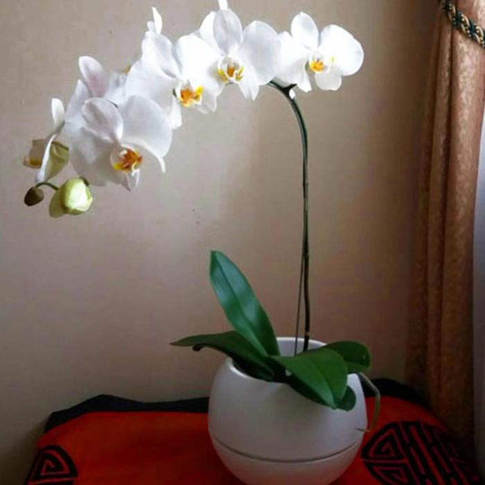 Bunga Anggrek Putih