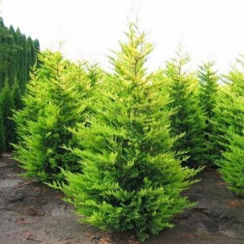 Jual TANAMAN HIAS CEMARA RENTES / POHON CEMARA WANGI / CEMARA NATAL ...