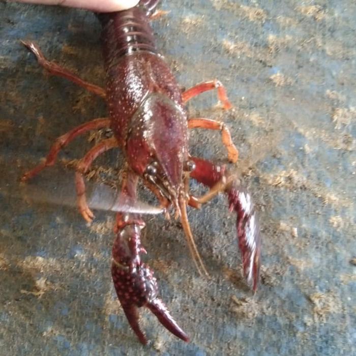 Jual lobster besar udang lobster aquascape besar - Kota Depok - Fauna ...