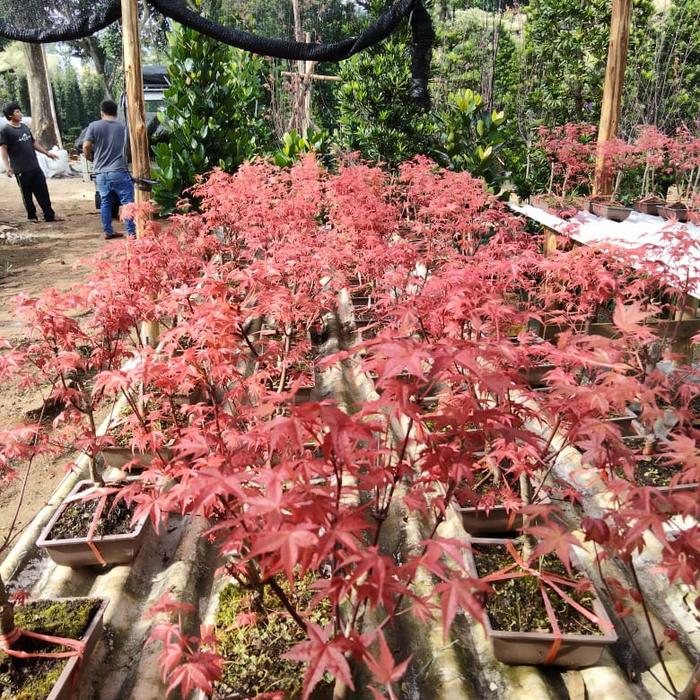 Jual Pohon Red Maple Asli Jepang Ready stock - Kab. Bogor - Green ...