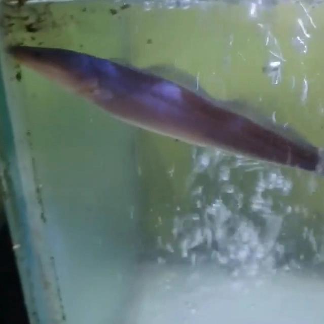 Jual aba aba knife fish - Jakarta Barat - Aquacorner | Tokopedia