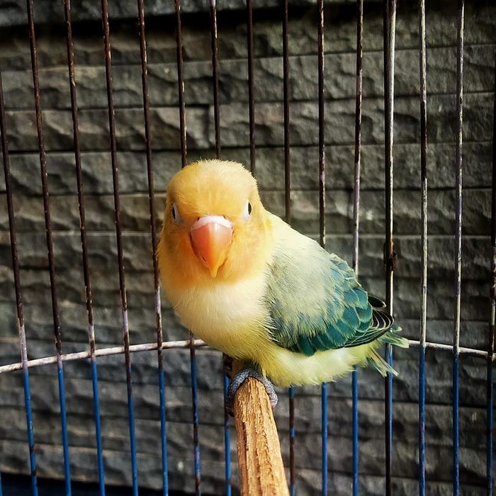 Jual burung LoveBird Biola Pb Ewing blue - Kota Surabaya - Nafa jay ...