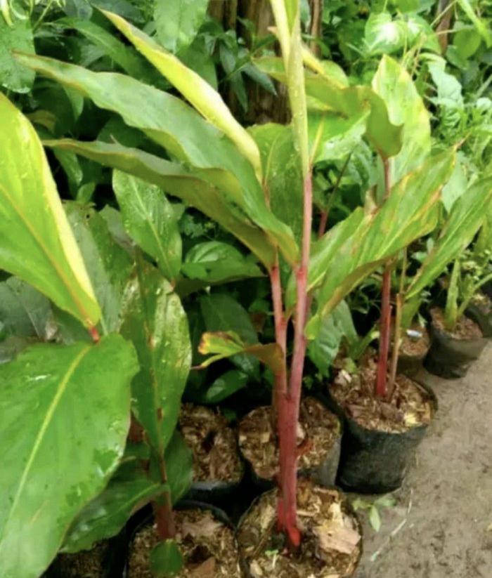 Jual Bibit Pohon Kecombrang - Tanaman Honje Lalapan Bunga Bahan Pecel ...