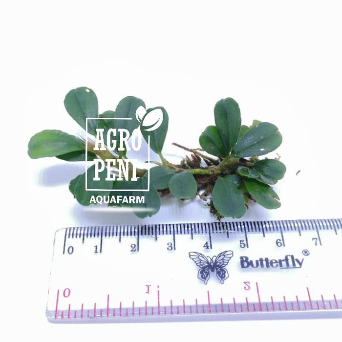 Jual Bucephalandra pcs black pearl - tanaman hias aquascape - Jakarta ...