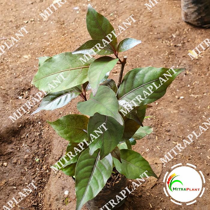 Jual Bibit Pohon Handeuleum Tanaman Daun Handeleum Ungu Tanaman Obat ...