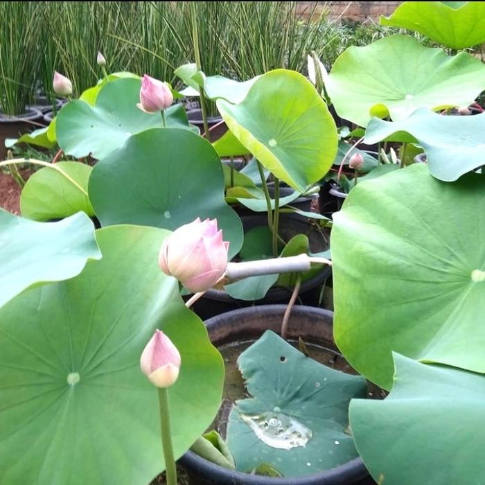 Jual tanaman bunga lotus air. - Kota Tangerang Selatan - ibad jaya ...