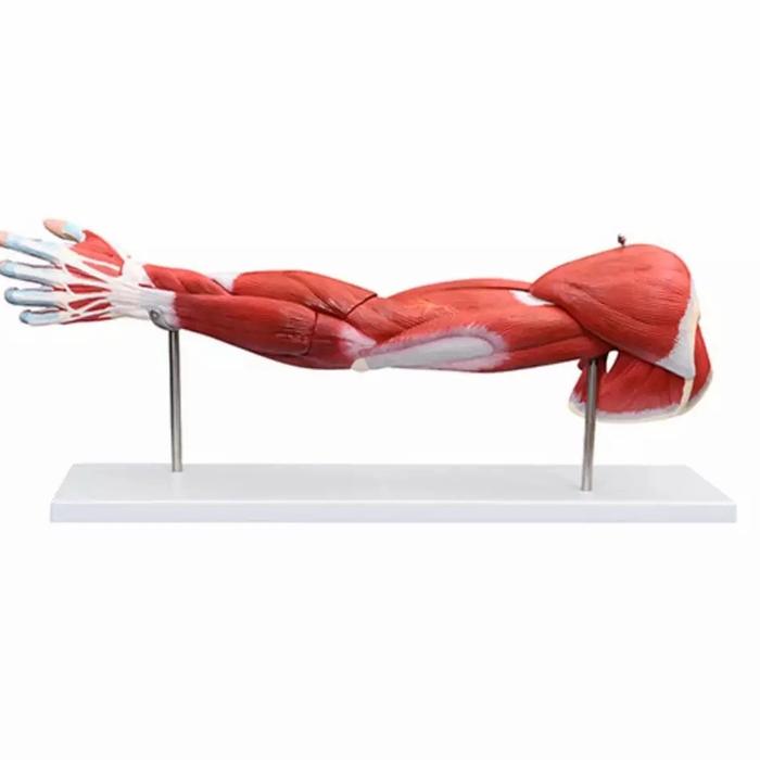 Jual Model Anatomi human arm model medical anatomical arm with Muscle ...