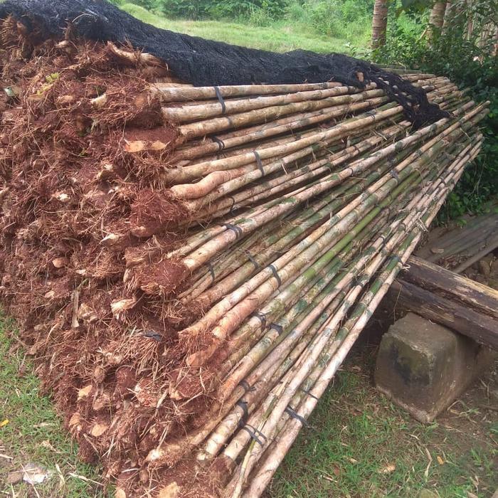 Jual Pohon Bambu Jepang ( Pseudosasa japonica) - Kab. Bogor - Green ...