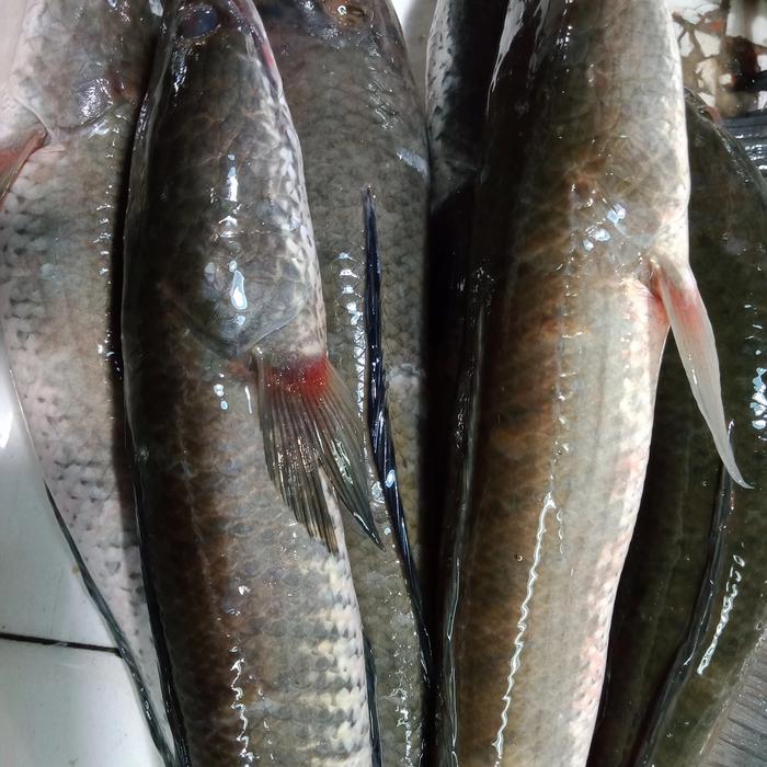 Jual Ikan Gabus Segar 1 kg (dibersihkan) - Kota Bandung - Rumbo Sayur ...