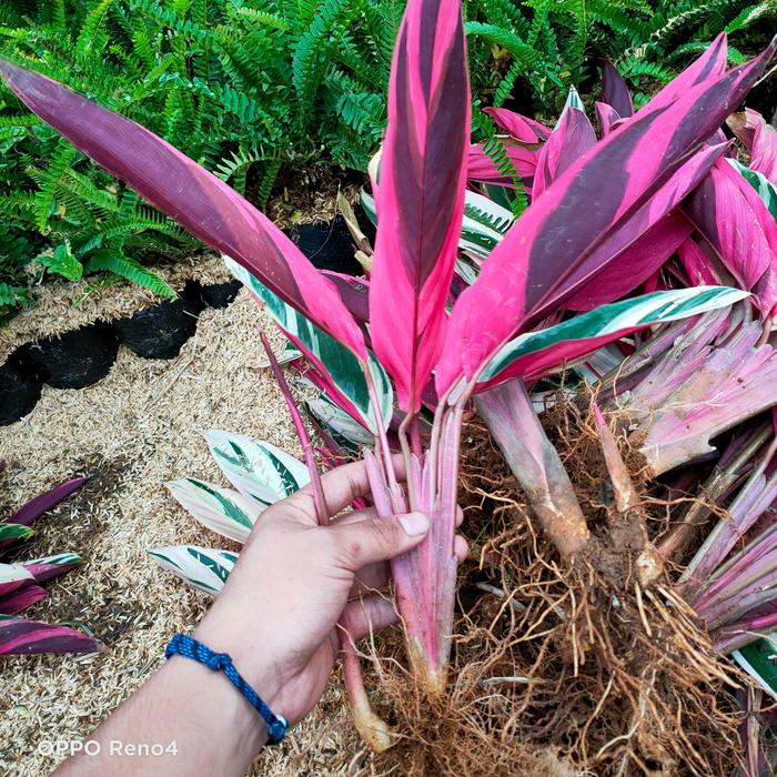 Promo BISA COD! Tanaman Hias Meranti Bali - Calathea Meranti Bali - Kab ...