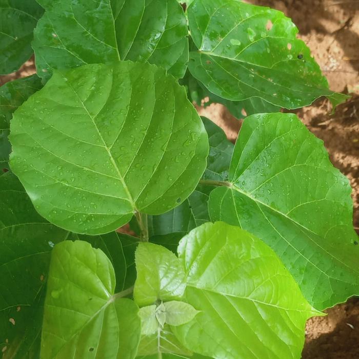 Jual daun singkil/buas-buas/daun kibangbara,obat tumor dan penambah asi ...