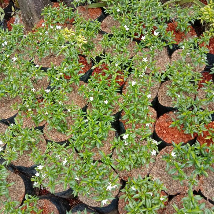 Jual Tanaman Saberna Mini / Tanaman Sabrina - Kota Depok - Gardenea ...