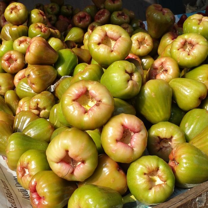 Jual jambu air cincalo hijau 1kg - Jakarta Selatan - putrabuah | Tokopedia