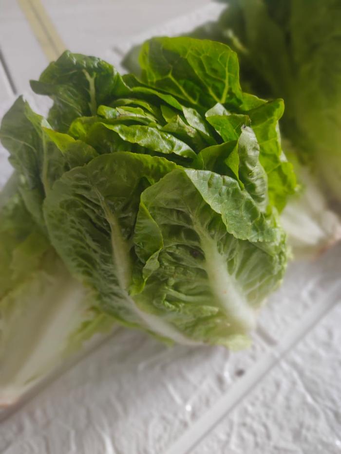 Jual Sayur Romaine Segar 1/2 KG - 500 Gram - Jakarta Pusat - SayurWoori ...