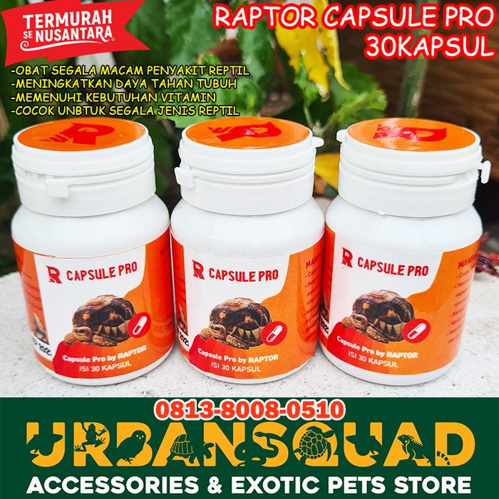 Jual CAPSULE PRO RAPTOR 30 KAPSUL OBAT LEMAS SAKIT TORTO KURA SULCATA ...